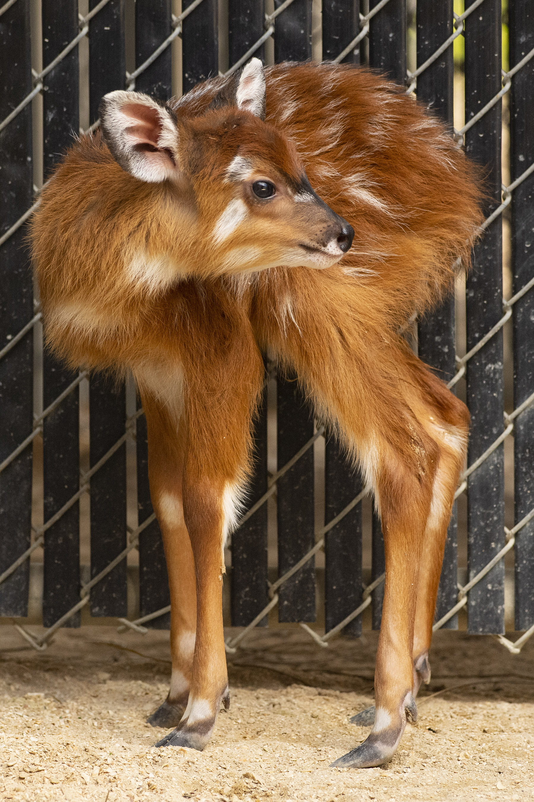 PHOTOS: Adorable Baby Sitatunga Antelope and Hartmann’s Mountain Zebra ...